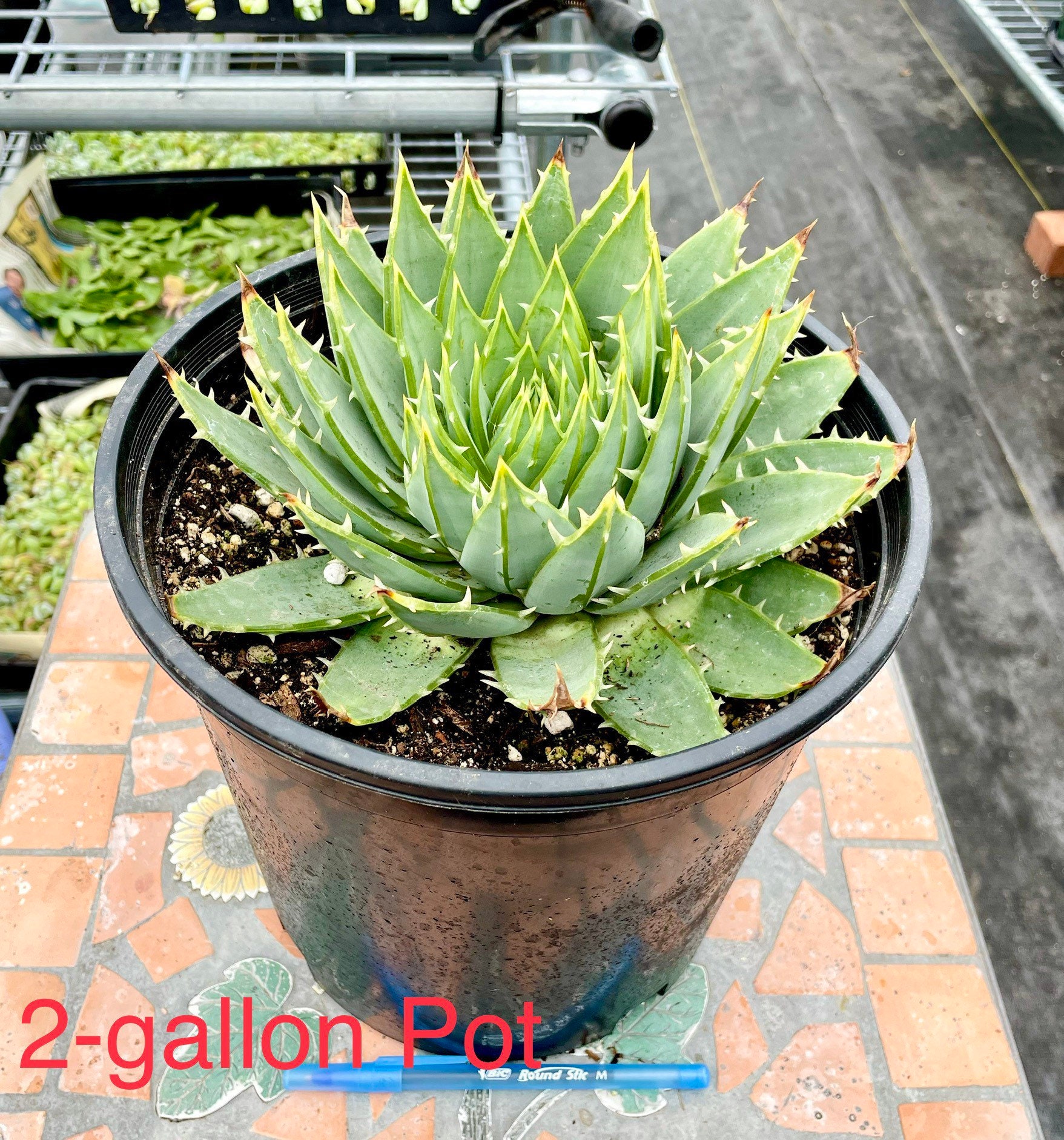4 6 8 Pot of Spiral Aloe Rare Succulent Plant - Etsy