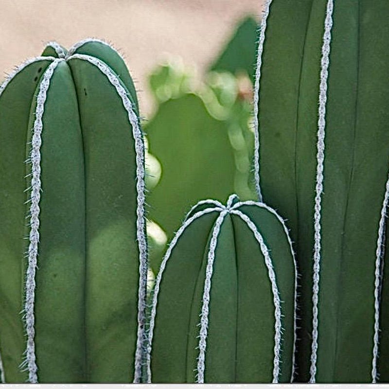 Fence Post Cactus - Etsy