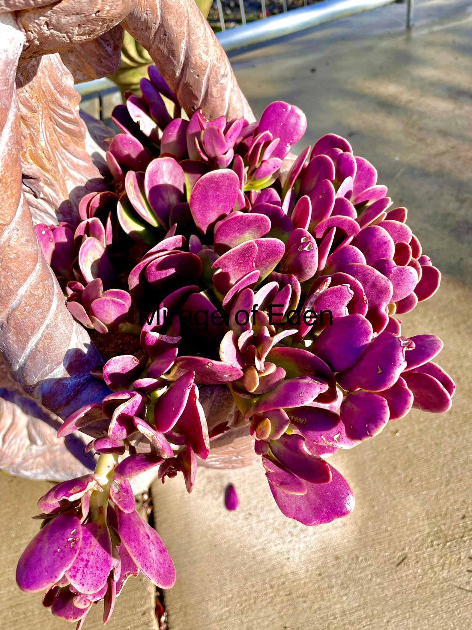 Plants Home & Hobby Floral & Garden Crafts Trailing Jade Plant Hanging ...