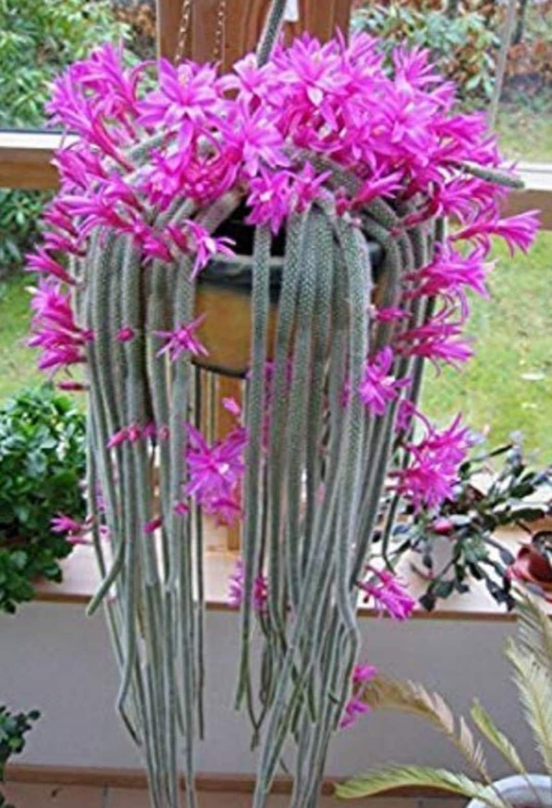 Rat Tail Cactus Plant: Aporocactus Flagelliformis Succulent - Etsy