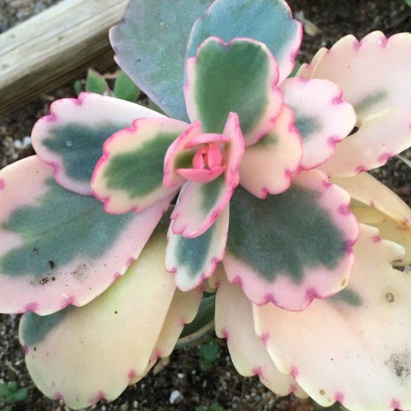 Variegated Kalanchoe - Etsy