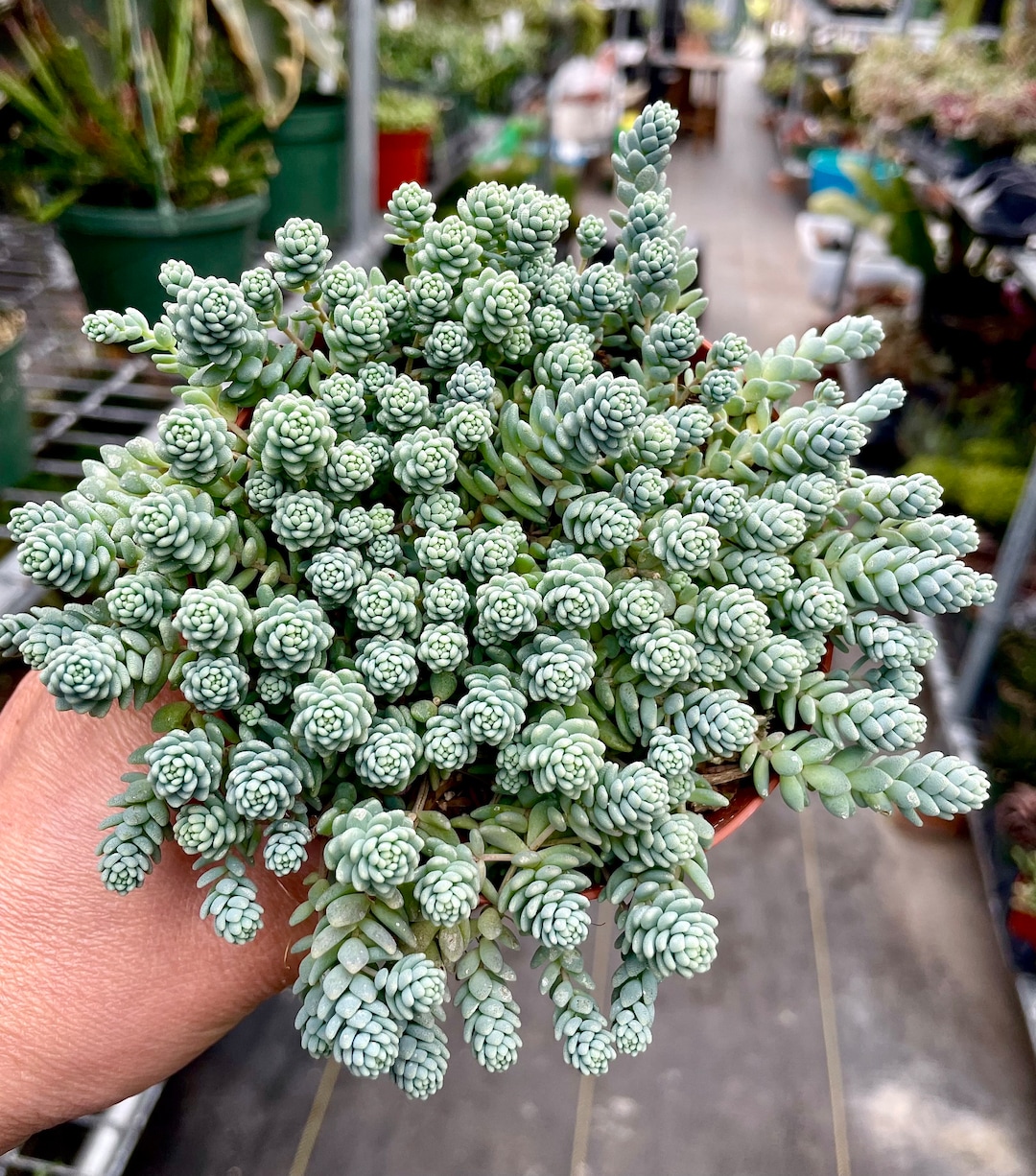2”, 4" Pot of Sedum Dasyphyllum 'himalayan Skies' Stonecrop Succulent ...