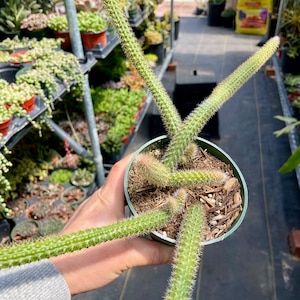 Rat Tail Cactus Plant: Aporocactus Flagelliformis Succulent - Etsy