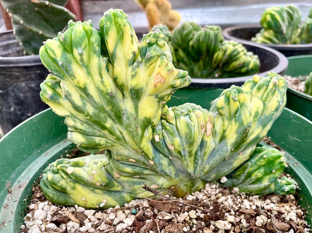 8” Pot of Variegated Blue Candle Crest Cactus Myrtillocactus ...