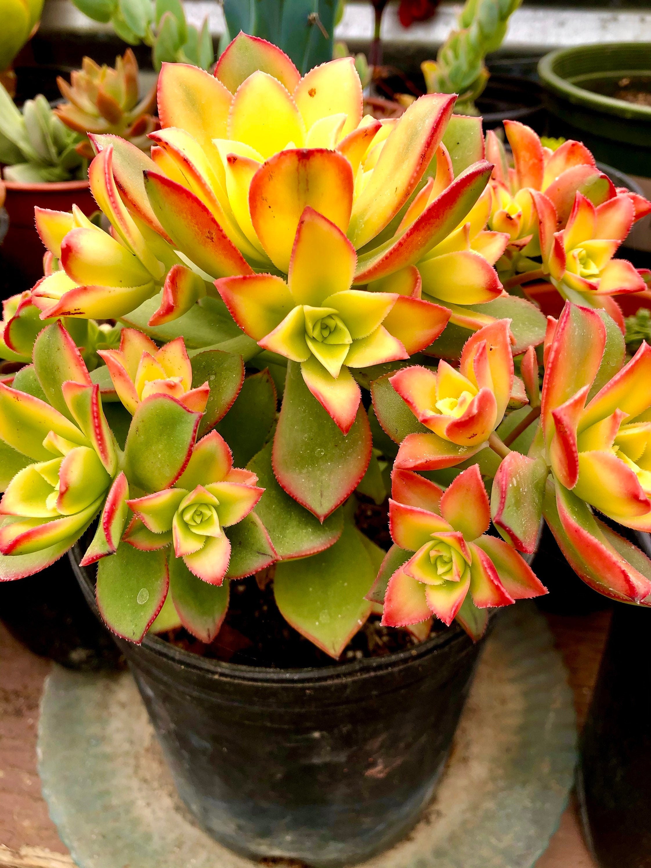 Aeonium Decorum Variegata