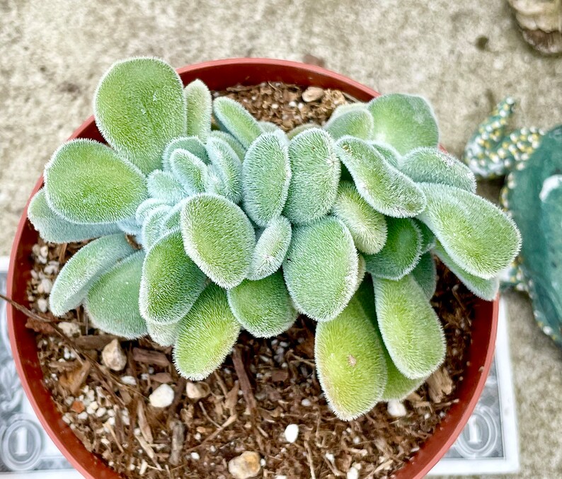 4" Pot of Echeveria Pulvinata Frosty Cristata, Crested Succulent Plant ...