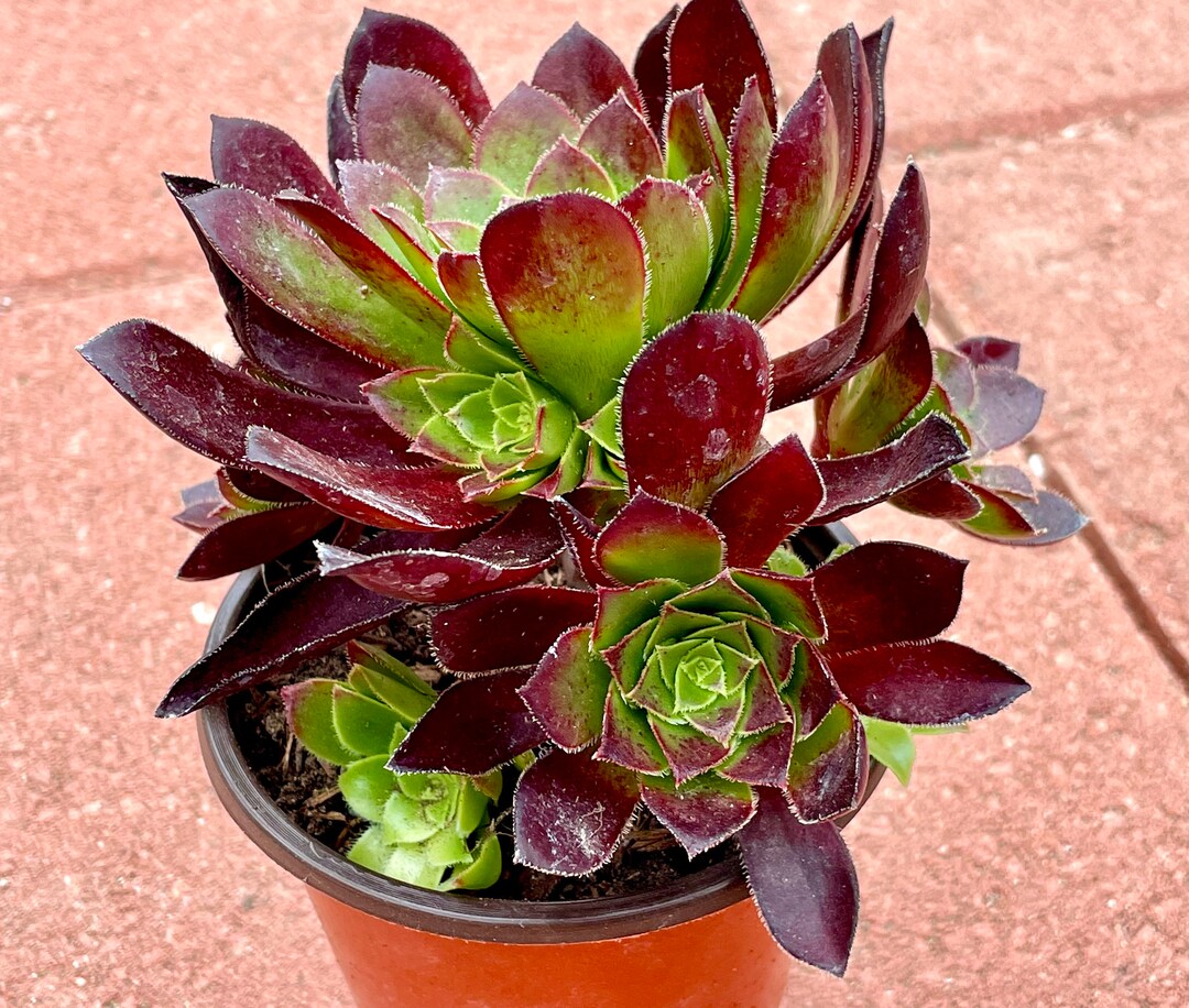 4", 6”, 8” Pot, or Cuttings Aeonium Merlot, Purple Leave, Aeonium ...