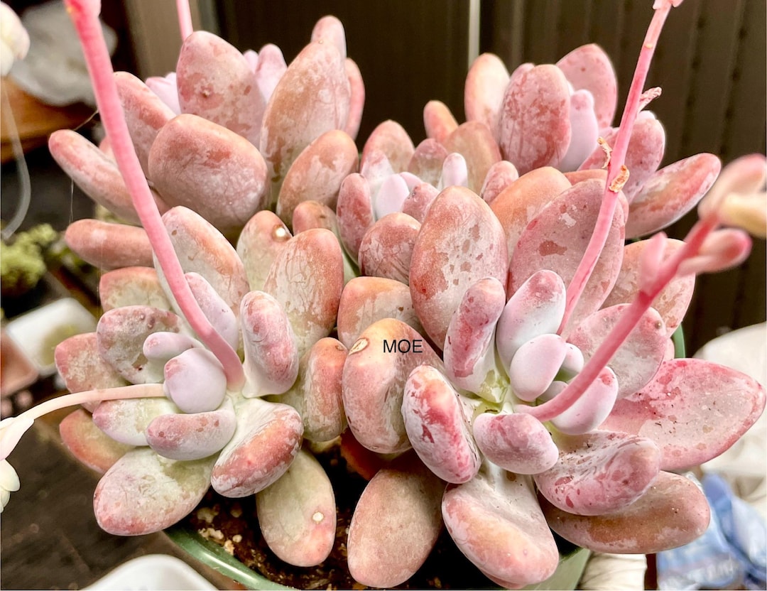 2” Pot of Pachyphytum Oviferum Blue Moonstone Succulent Plant - Etsy