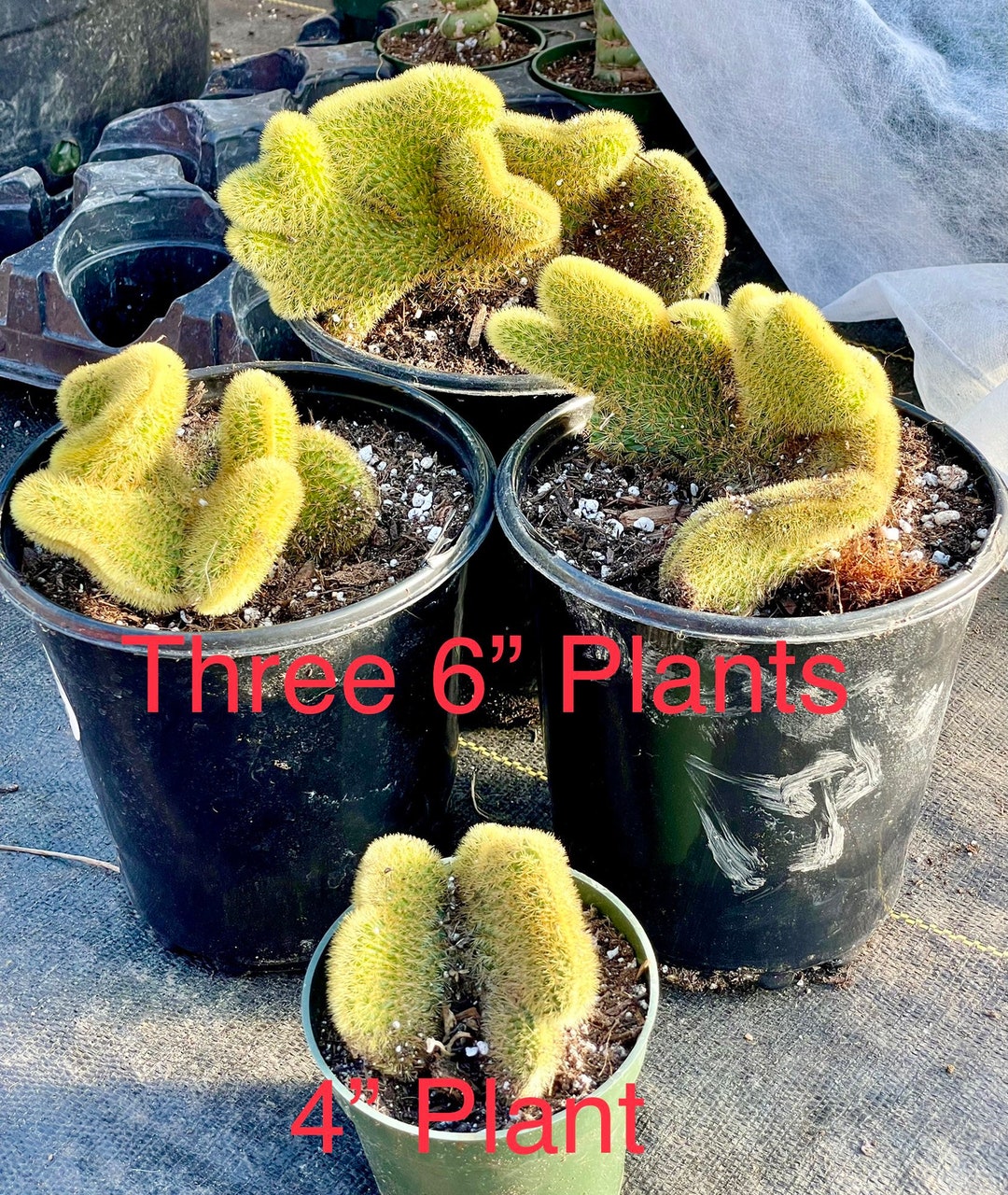 4, 6, 8 Pot of Crested Golden Monkey Tail, Cleistocactus Winteri, Rare ...