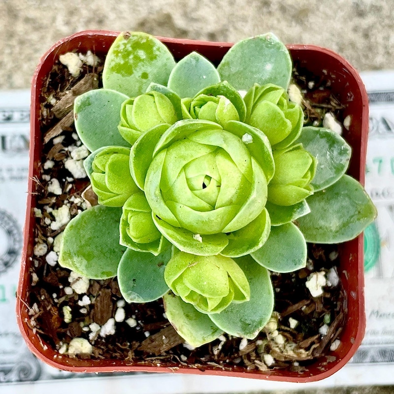 Mountain Rose Succulent - Etsy