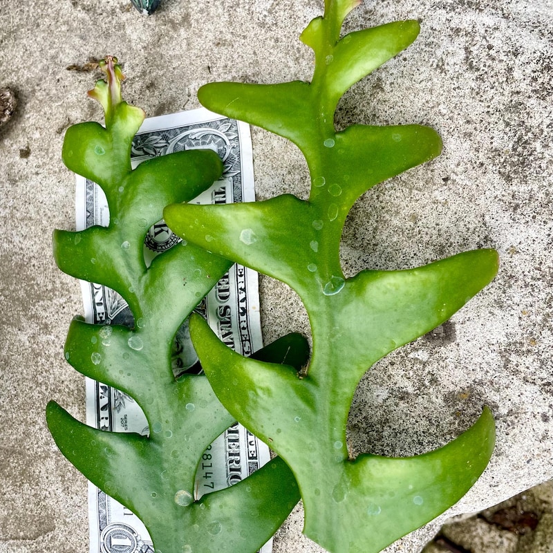 Ric Rac Cactus - Etsy