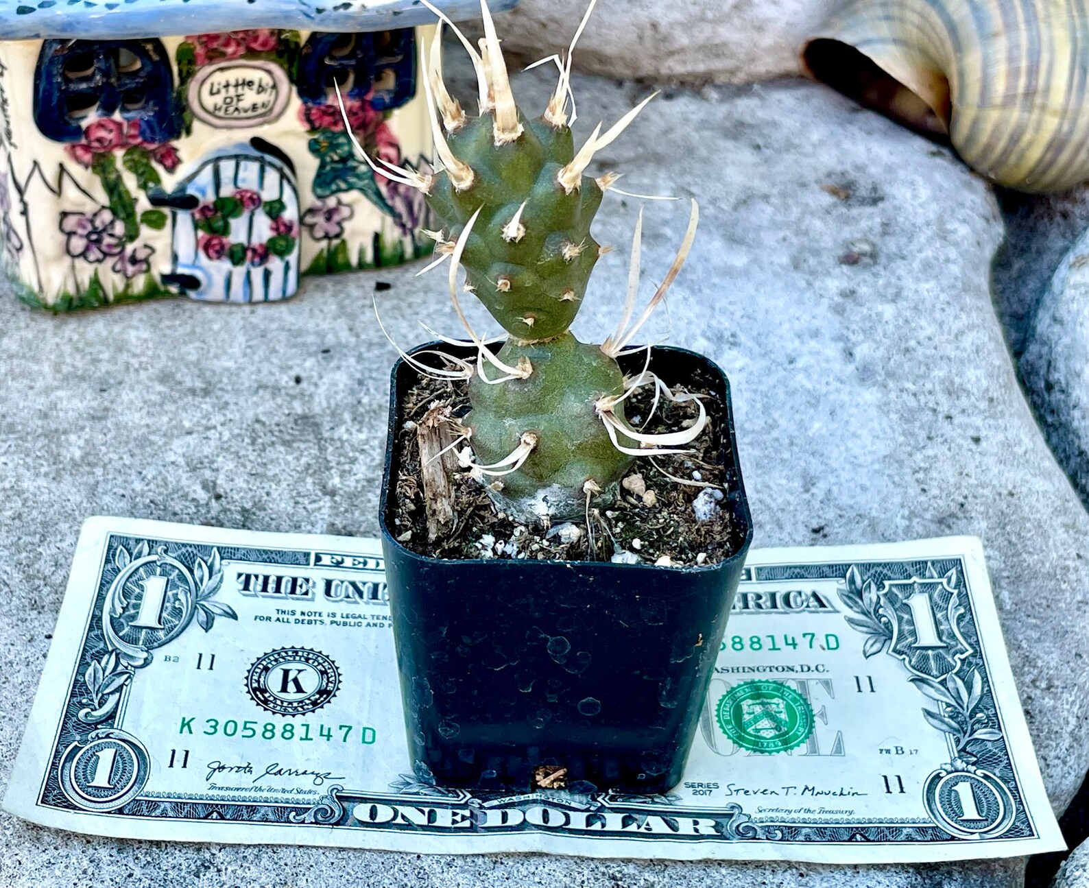 2" 4" Pot of Paper Spines Cactus - Etsy