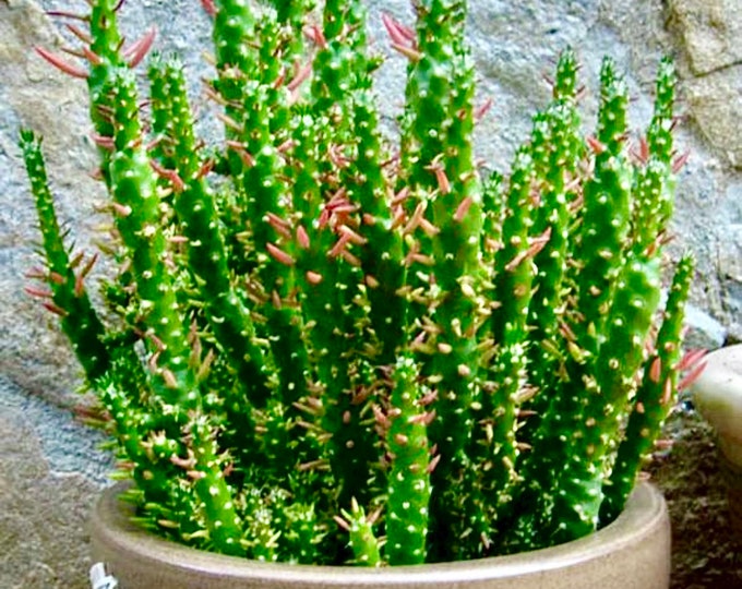 2”, 4", 6” Pot of Eve's Pin Needle Cactus - Etsy