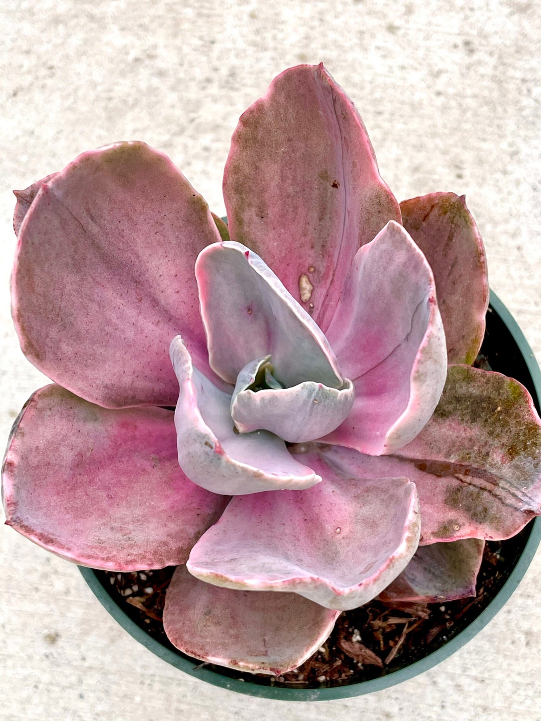 2” 4" Pot of Echeveria Decora Variegated Pink Rosette Succulent ...