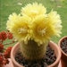 2, 4 Pot of Yellow Tower Lemon Ball Parodia Leninghausii Cactus - Etsy
