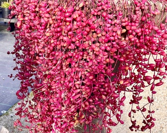 String of Rubies, Othonna Capensis Ruby Necklace Trailing Succulent Hanging Plant 2” 4” 6" Pot ...