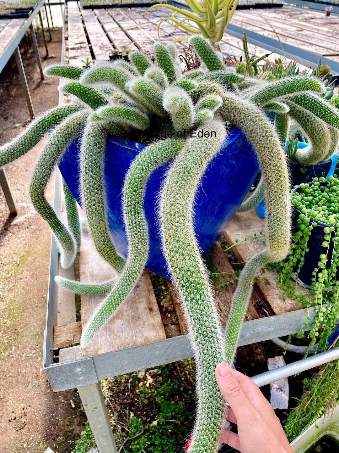 2 Cuttings of Monkey Tail Cactus Fox Tails Cleistocactus Colademononis ...