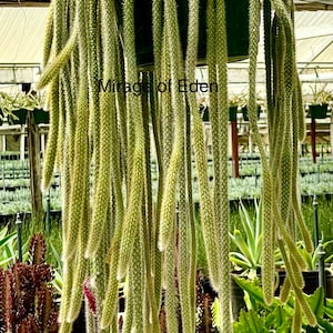Rat Tail Cactus Plant: Aporocactus Flagelliformis Succulent - Etsy