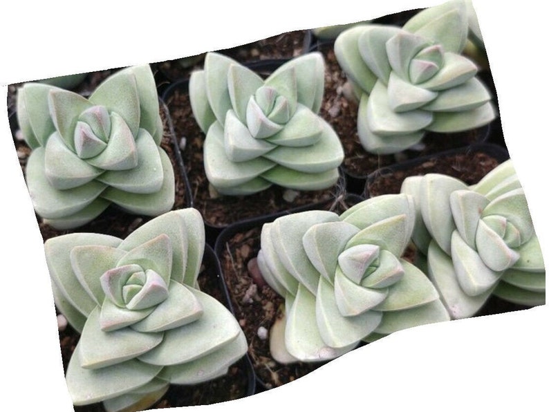 2 4 Pot of Crassula 'moonglow' Live Succulent - Etsy