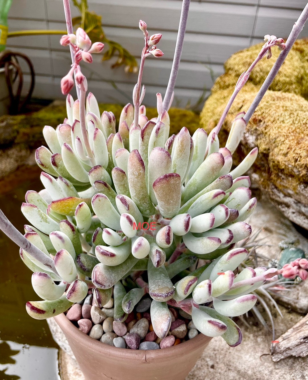 2", 4”, 6”, 8” Pot of Cotyledon Orbiculata Oophylla Lady Fingers Live ...