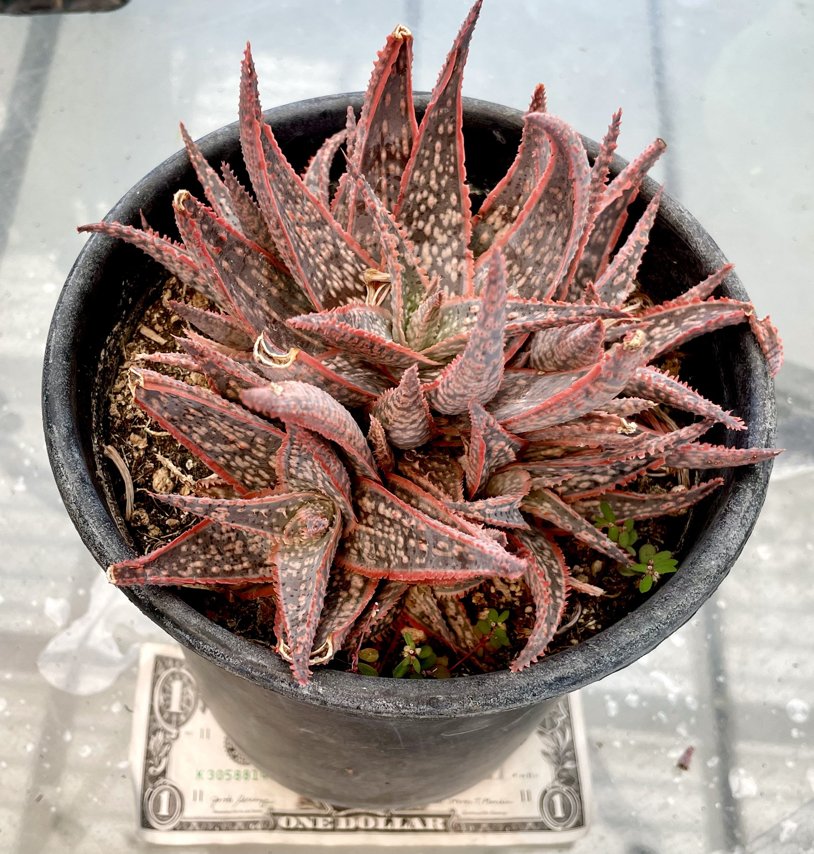 2”, 4”, 6" Pot of Aloe Pink Blush Hybrid Succulent Plant - Etsy