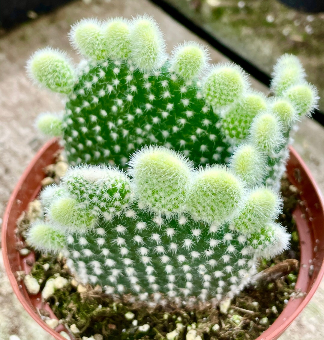 Bunny Ear Cactus: Angel Wings Succulent (2", 4", or 6" Pot) - Etsy