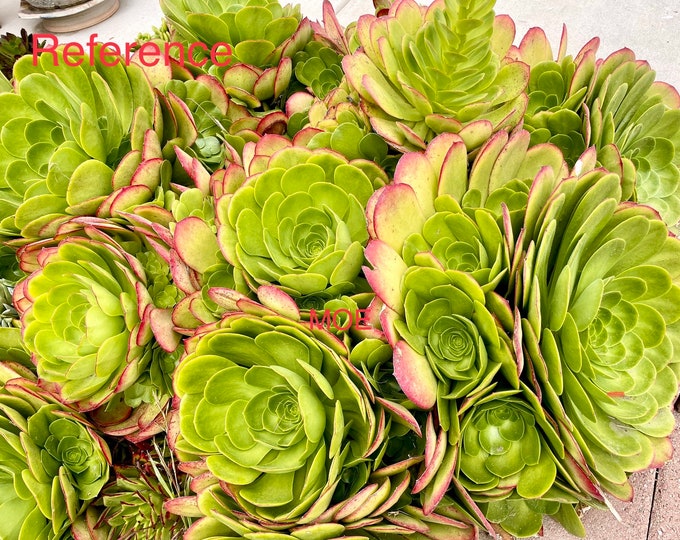 Aeonium Roscov - Etsy