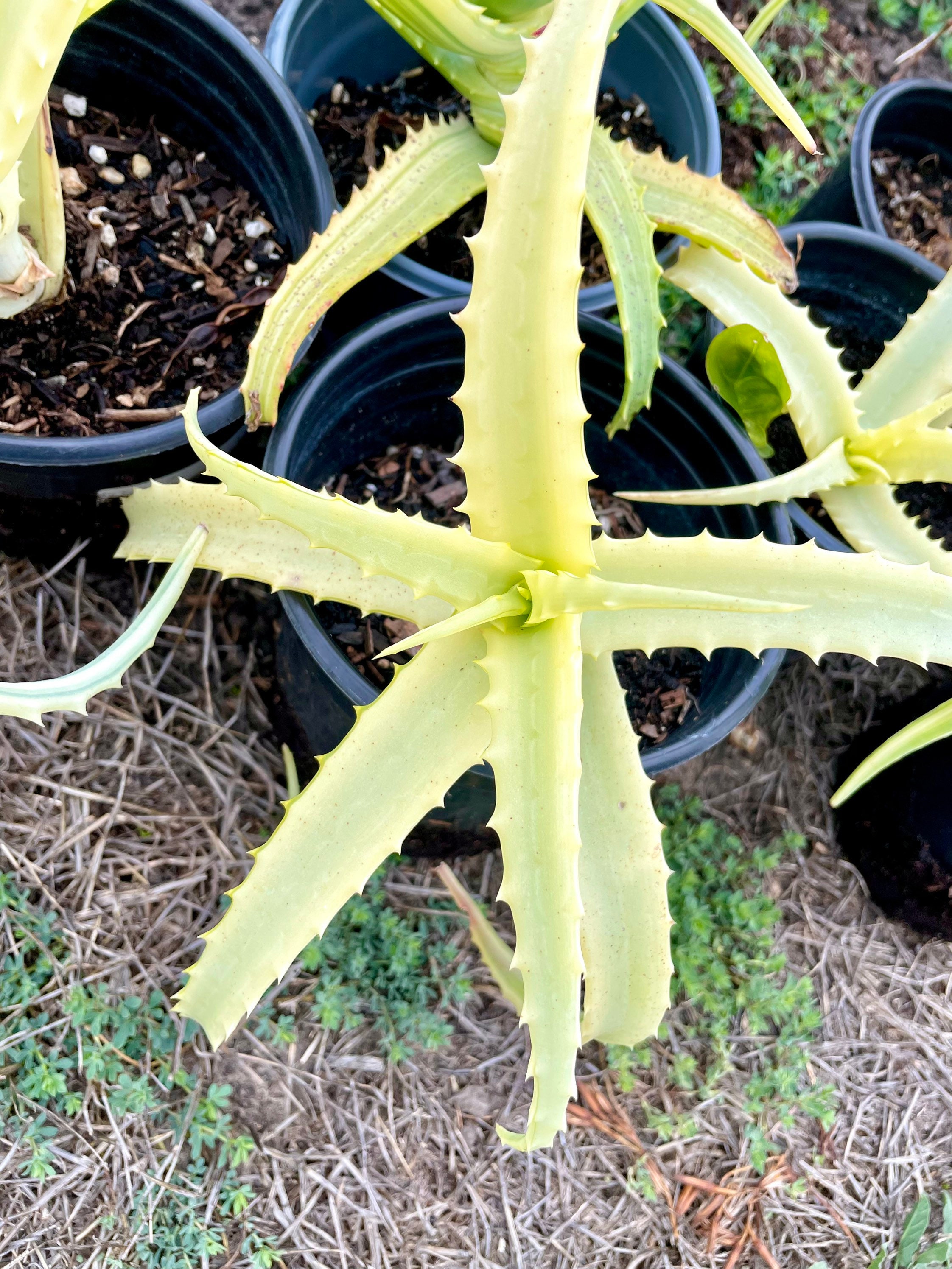 6 8 Pot of Rare Aloe Arborescens Variegata Succulent - Etsy