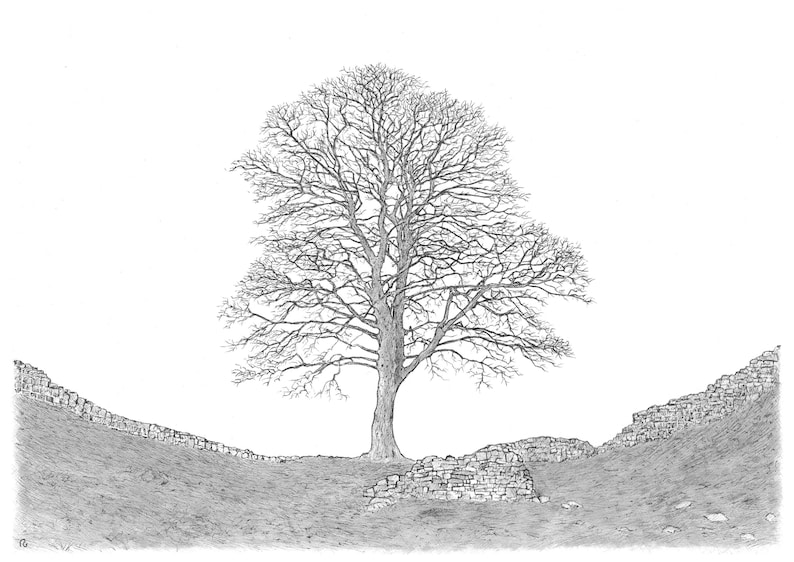 Sycamore Gap in Winter - Pen and Ink Drawing - Original Artwork ...