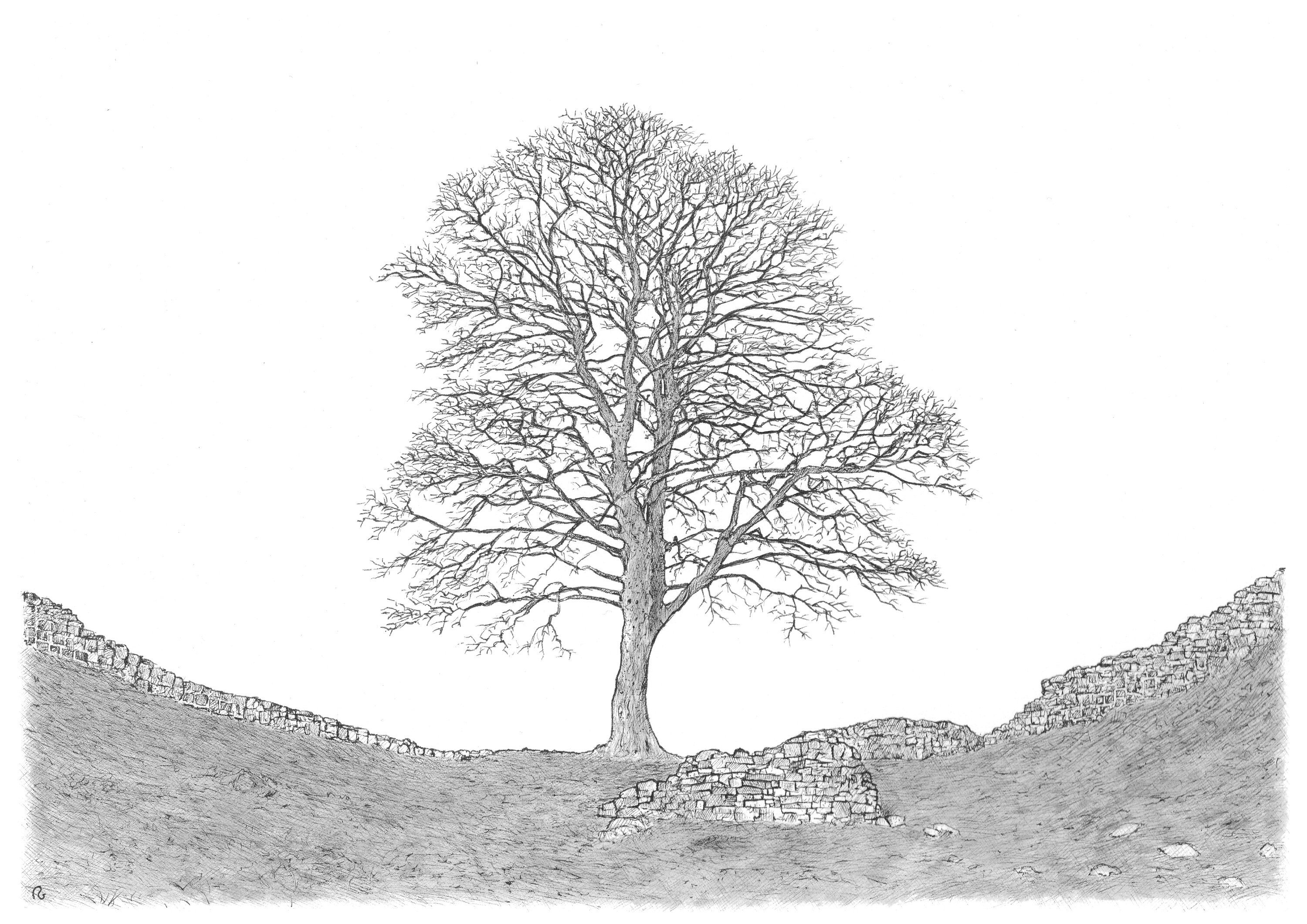 Sycamore Gap in Winter Original Ink Drawing - Etsy