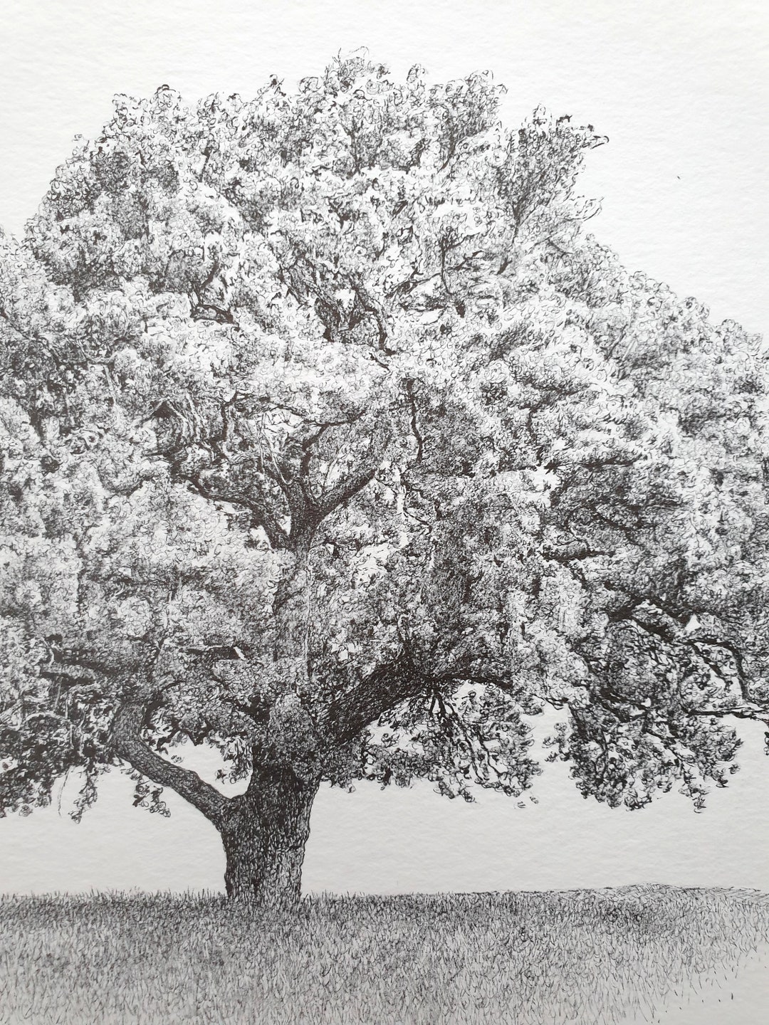 Lone Oak II - Oak Tree Ink Drawing - Original Art - Wall Art - Etsy