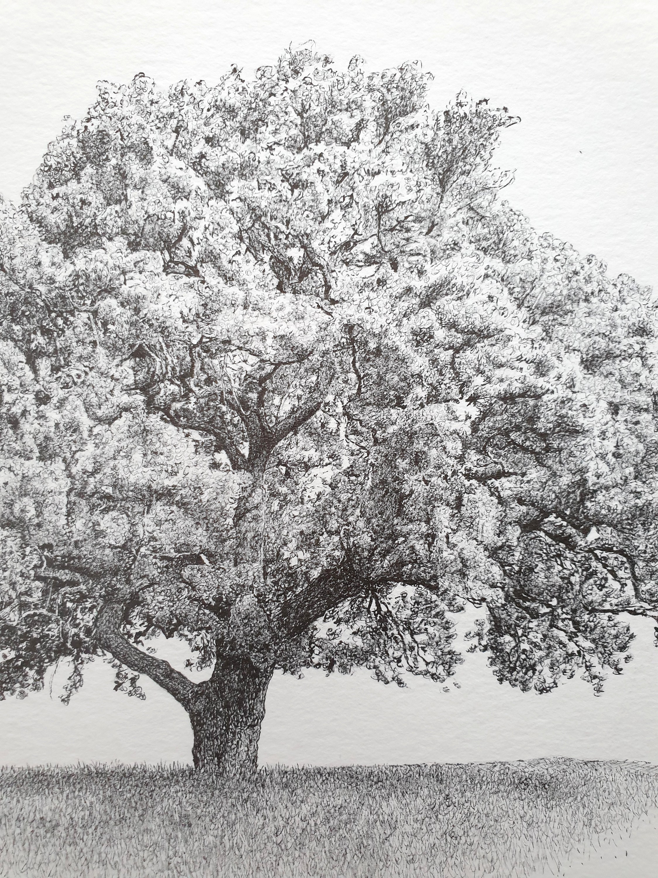 Lone Oak II - Oak Tree Ink Drawing - Original Art - Wall Art - Etsy