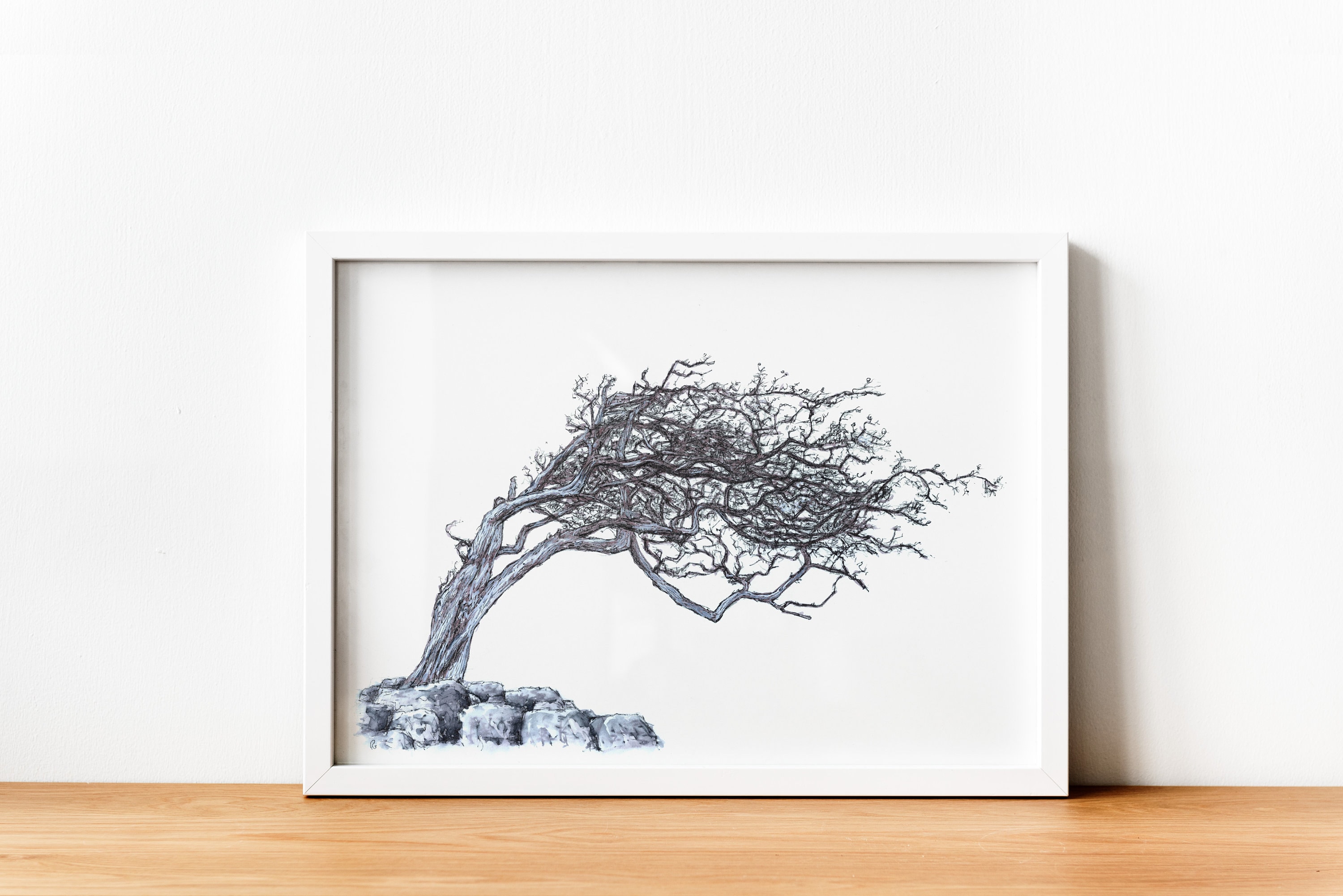 Hawthorn Tree Drawing