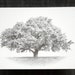 Lone Oak II Oak Tree Ink Drawing Original Art Wall Art - Etsy