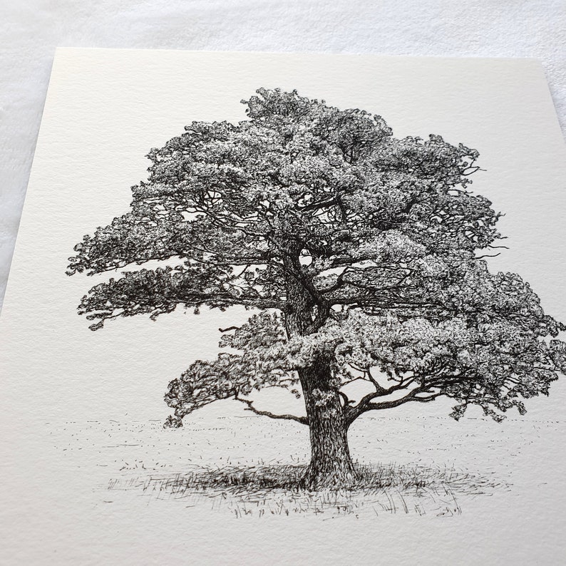 Lone Oak - Original Giclée Print - Oak Tree Pen and Ink Drawing ...