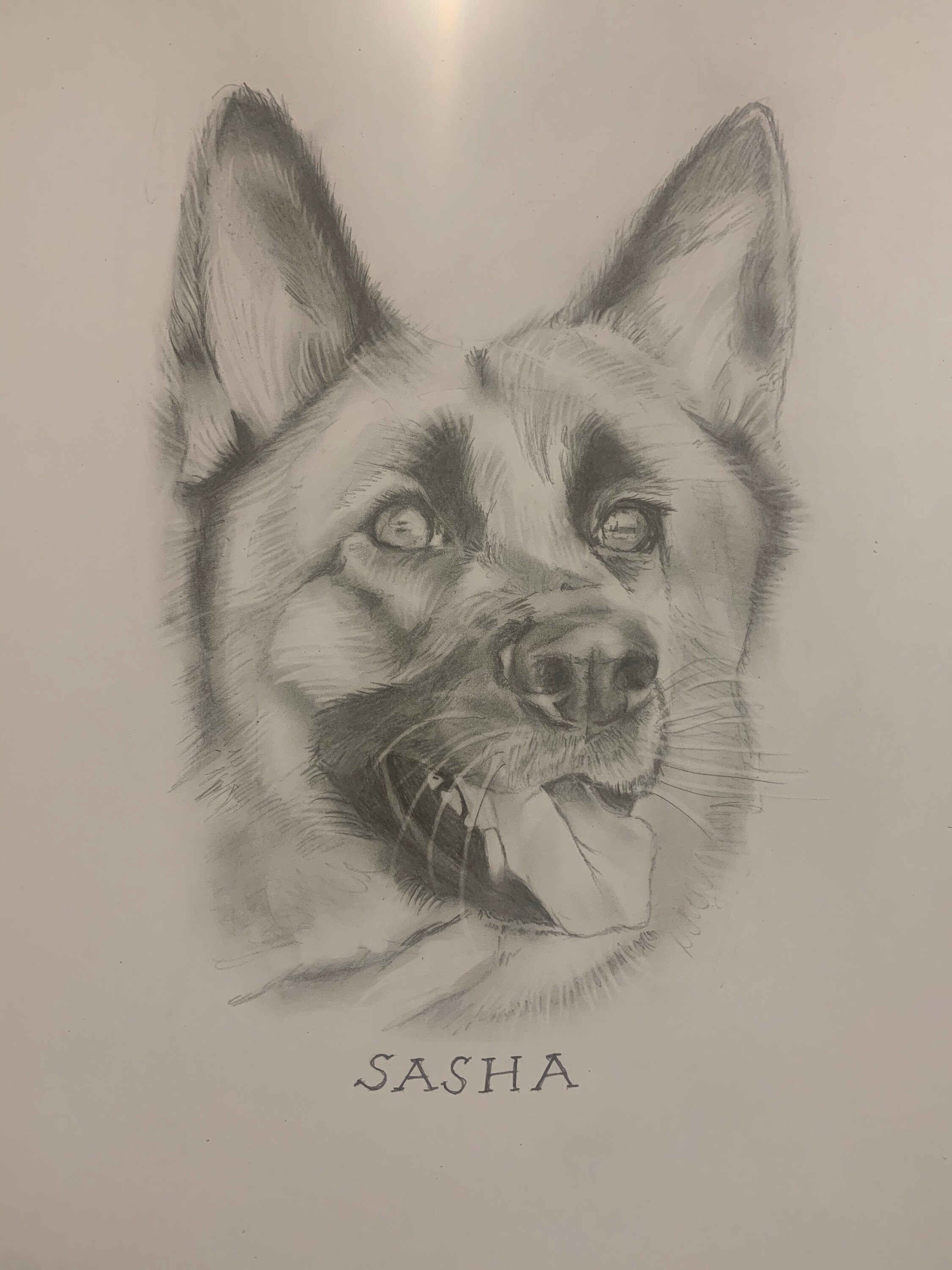 Custom Hand Drawn Pet Portrait - Etsy