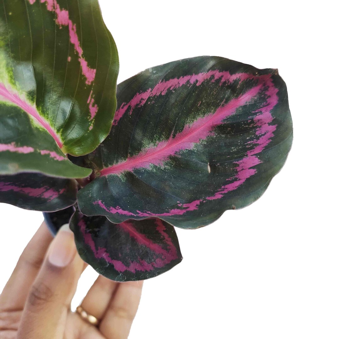 Calathea ros. var.illustris Sehr schöne, einzigartige Calathea mit rosa ...