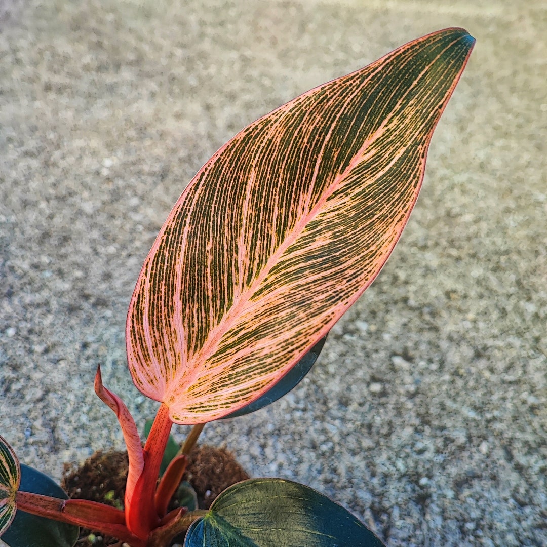 Philodendron Pink BIKINI, Magnifica pianta da appartamento rosa, Pianta ...