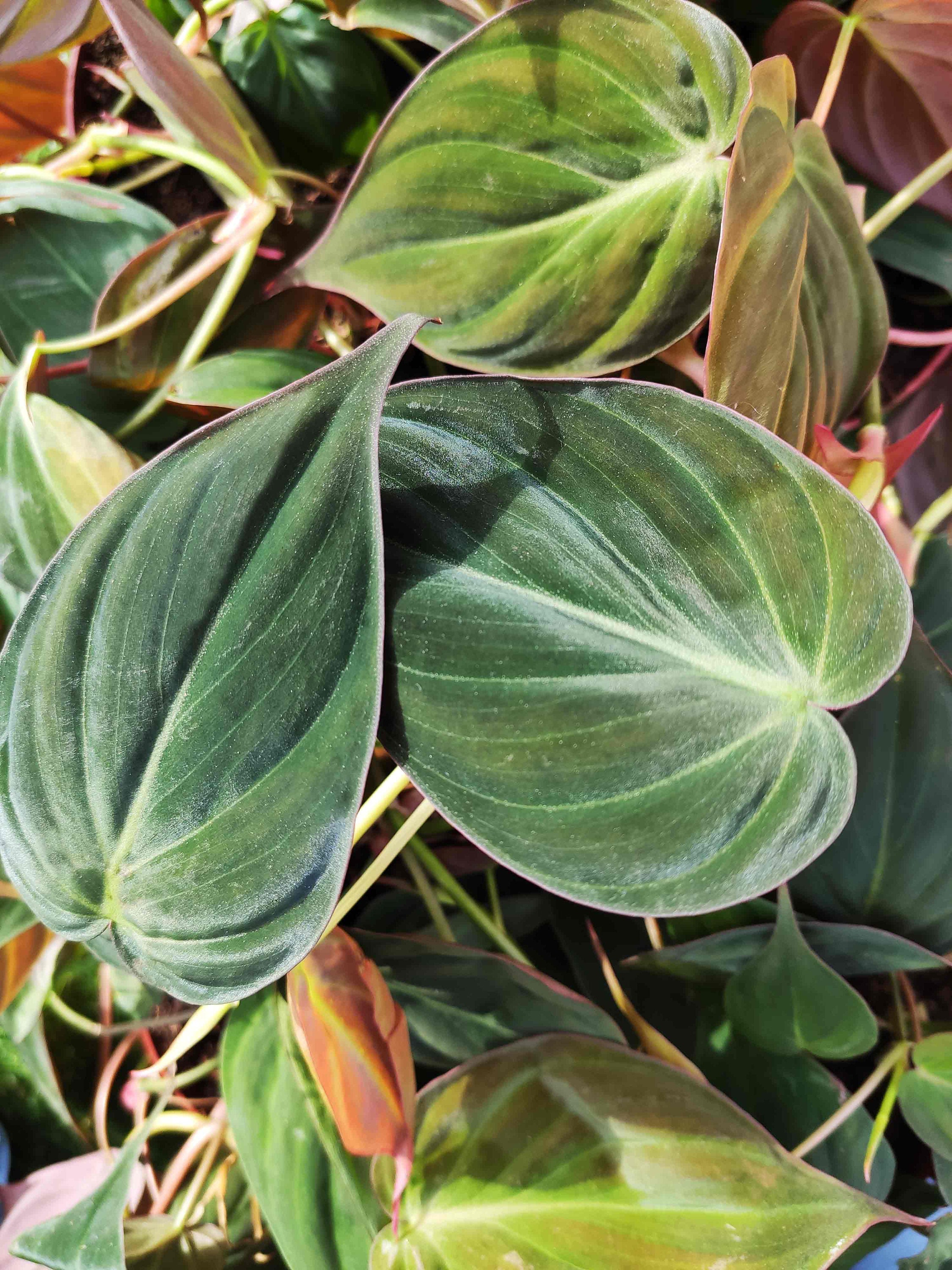 Philodendron Micans, Philodendron hederaceum, Velvet Leaf Philodendron ...