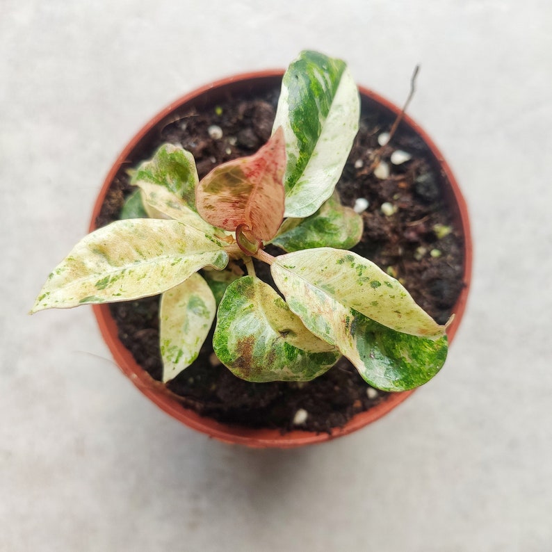 FICUS SHIVEREANA MOONSHINE With Pink Leaves Rare and Extreme - Etsy