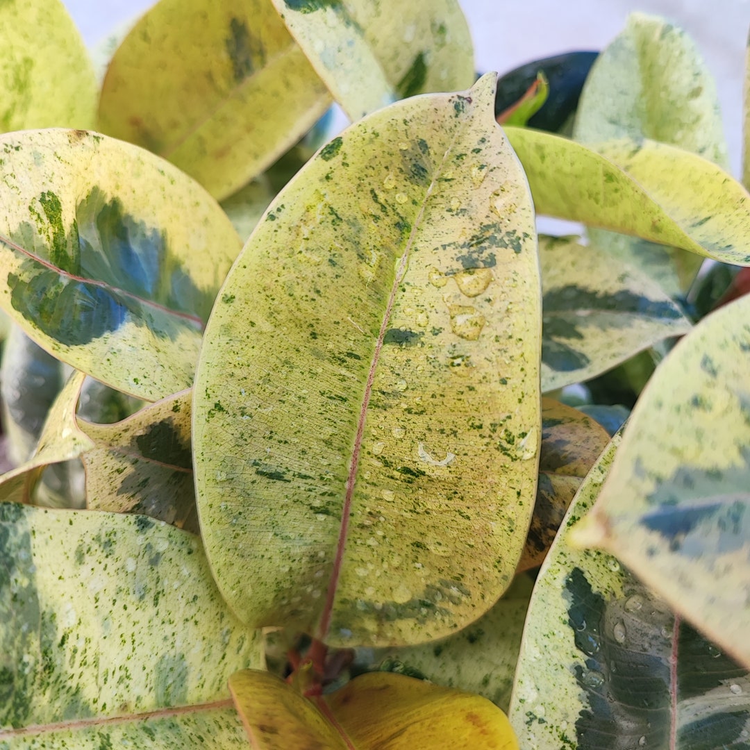 FICUS SHIVEREANA MOONSHINE With Pink Leaves - Rare and Extremely ...