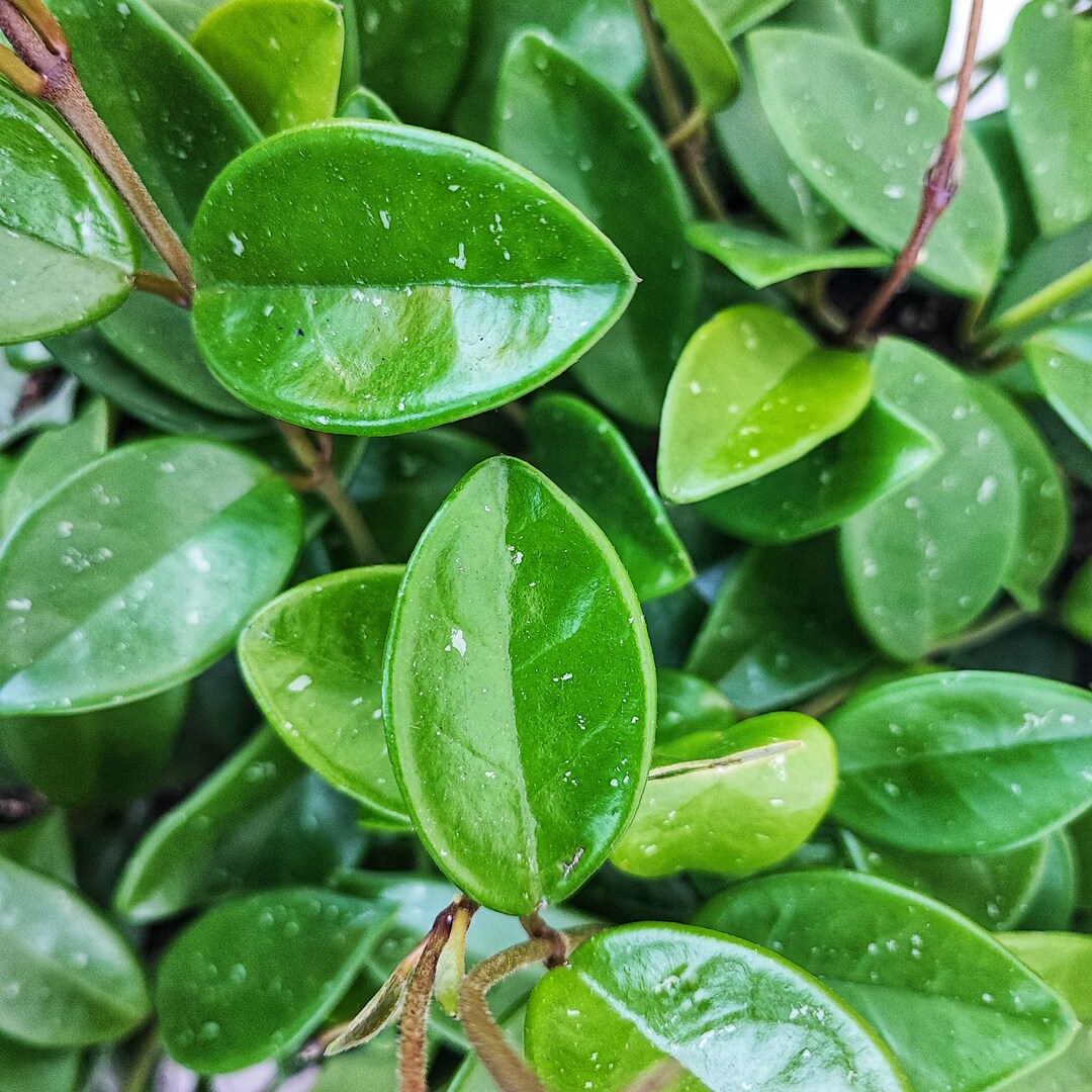 Hoya cv chouke - Dos hermosos esquejes enraizados - Etsy México