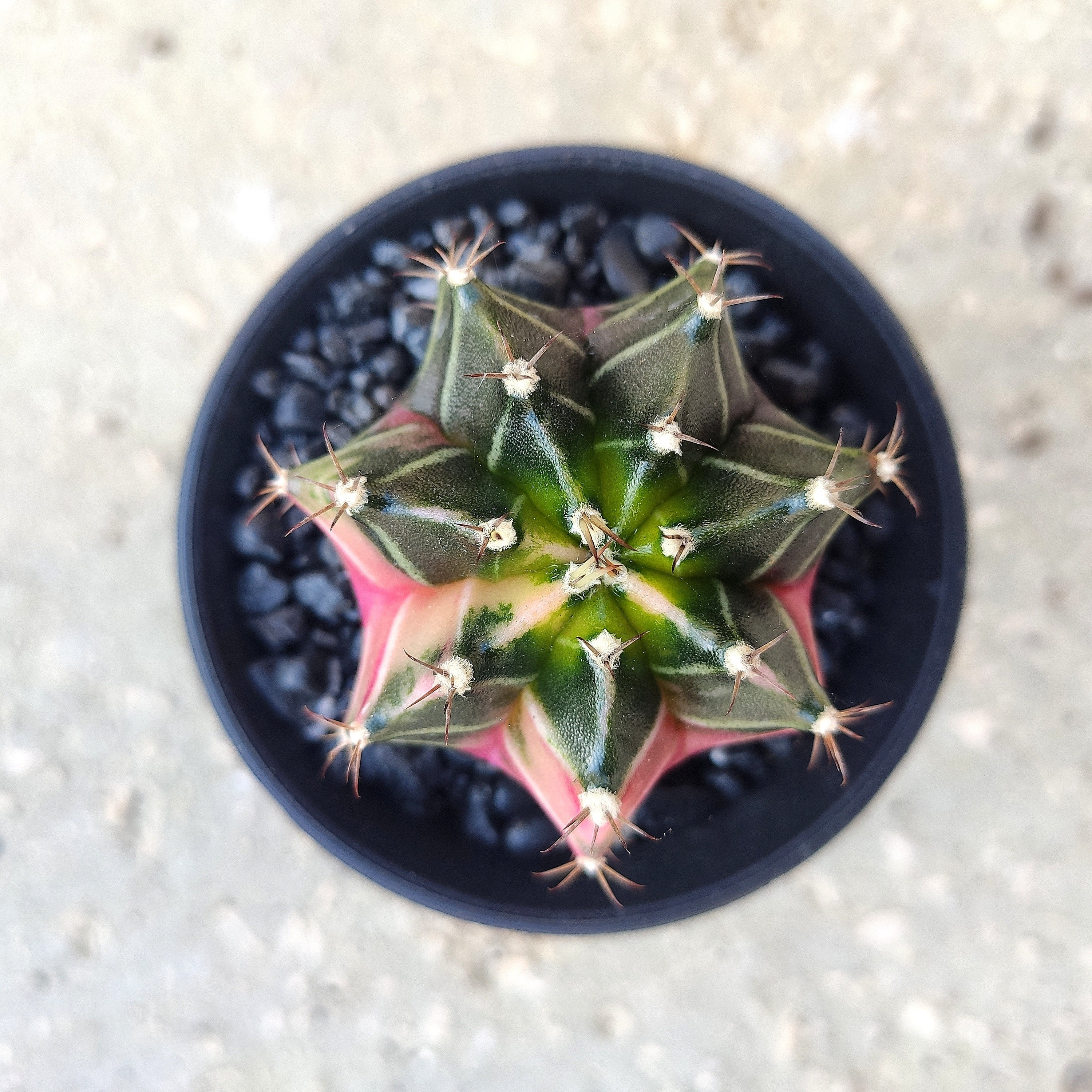 Variegated Cactus Import Succulents & Cacti Home & Living Outdoor ...