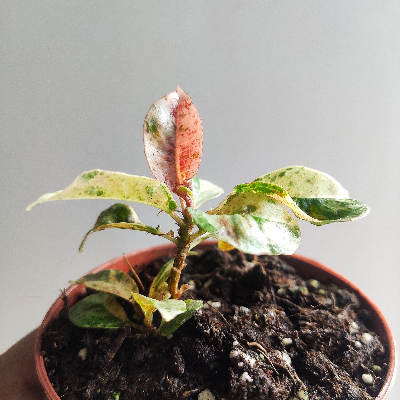 FICUS SHIVEREANA MOONSHINE With Pink Leaves Rare and Extreme - Etsy