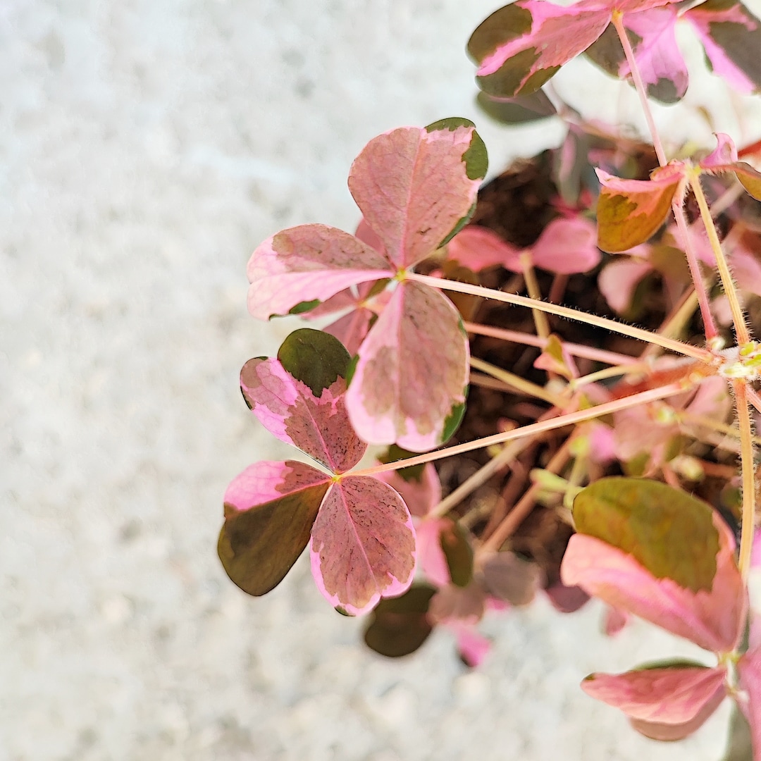 Oxalis VULCAN PINK Flowering Houseplant Oxalis Rare Variety With Yellow ...