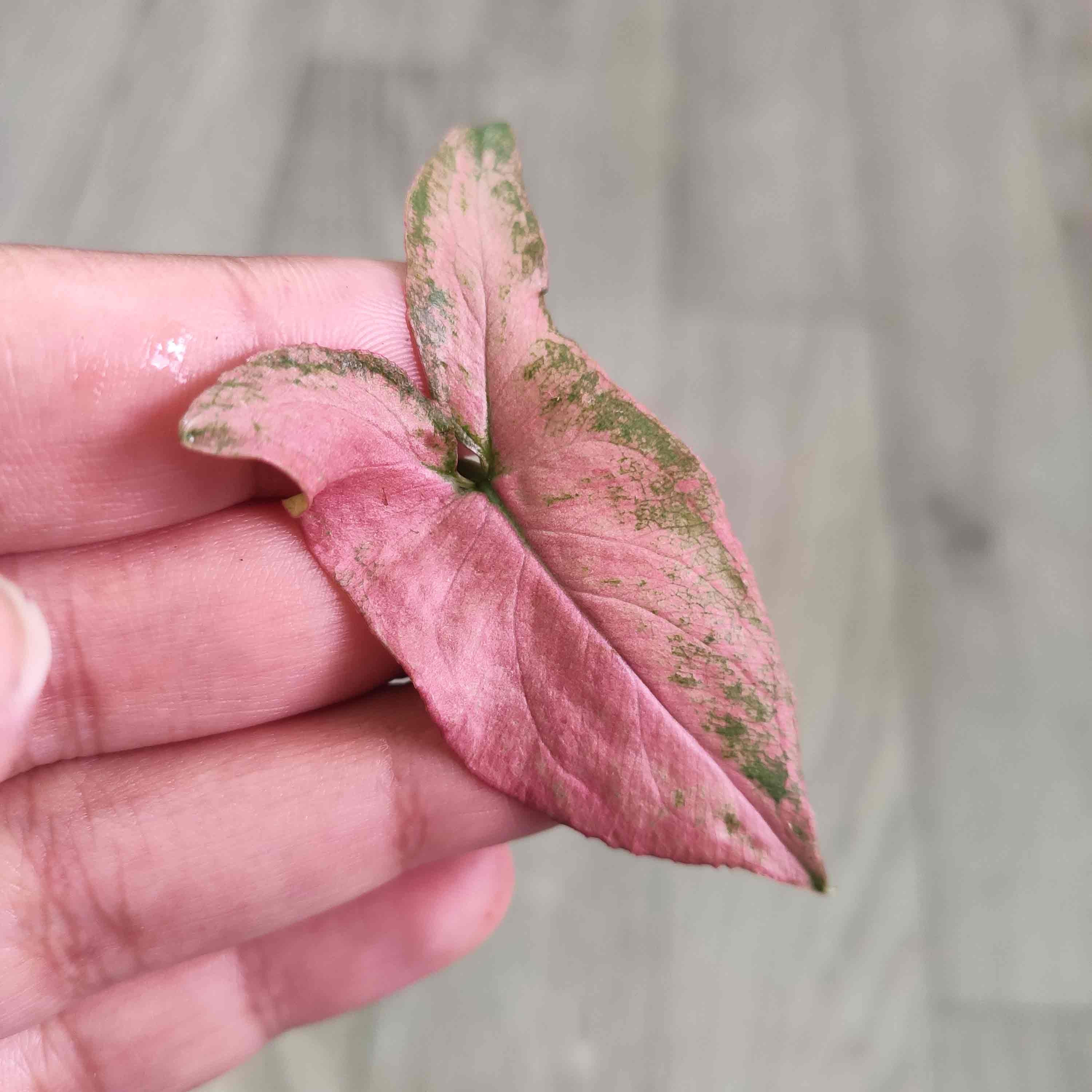 Home & Living Orm Nak Red extremely rare & hard to find Outdoor ...