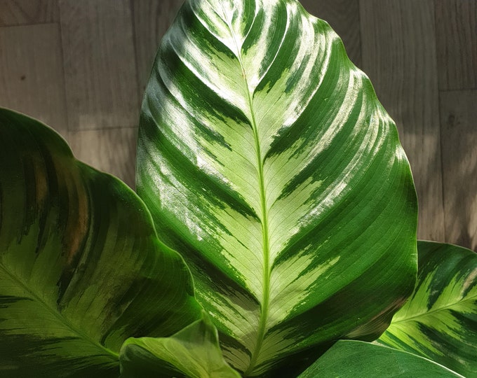 Calathea Misto Cutting 4/5 Leaves | Etsy