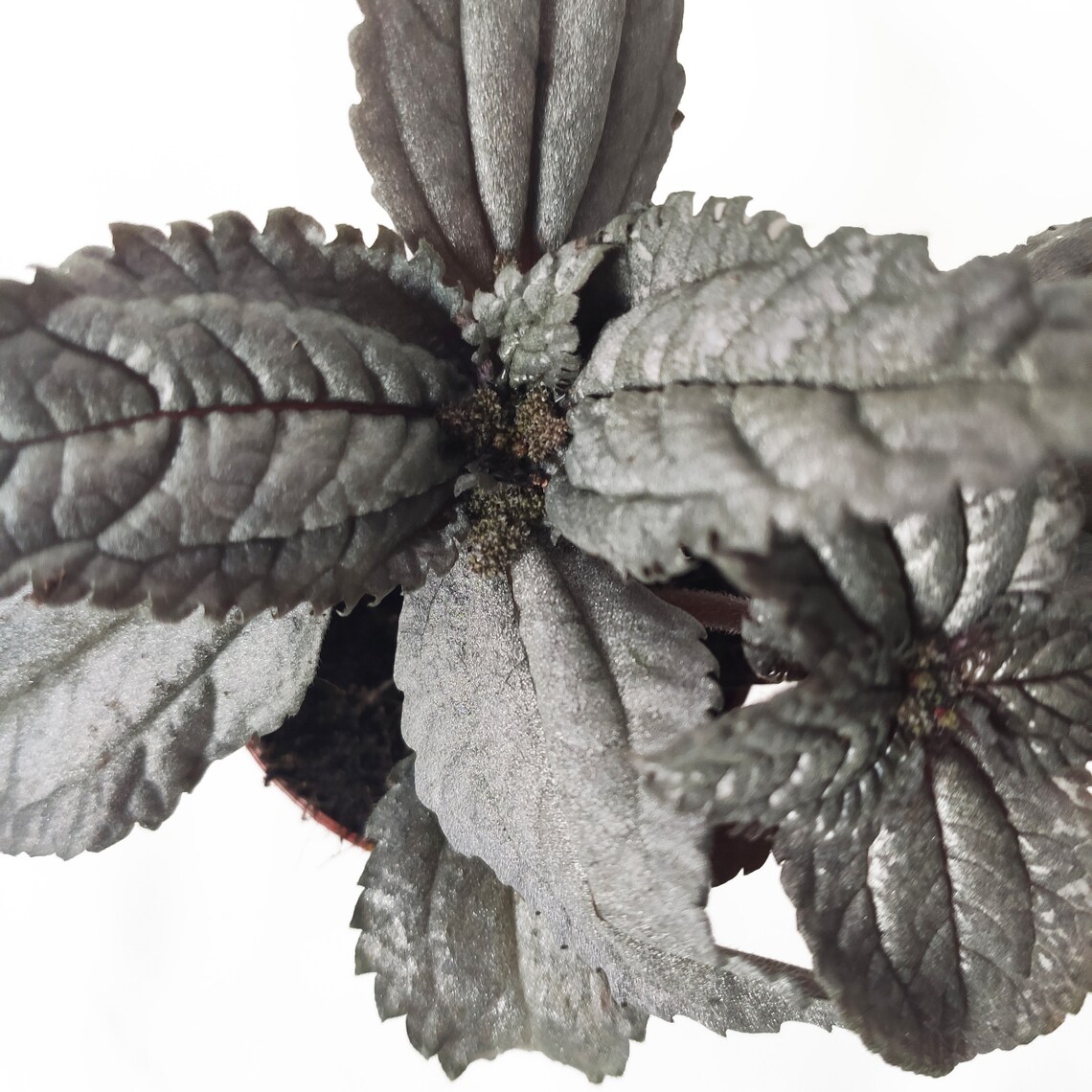 Pilea pubescens Silver Cloud mini plant miniature plant | Etsy