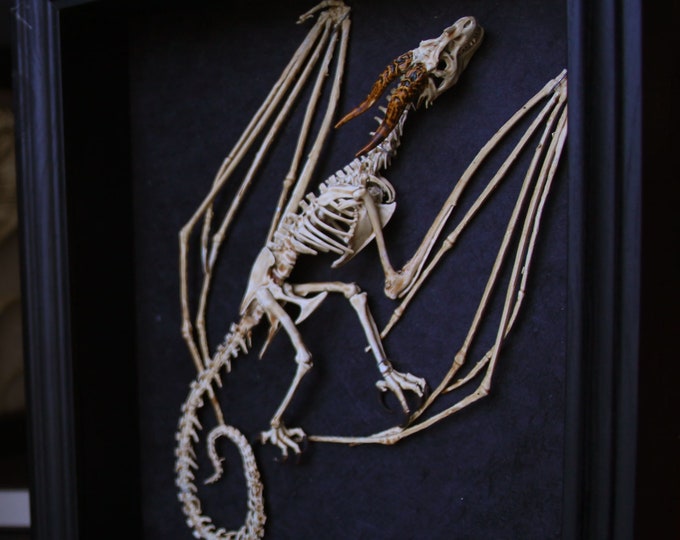 Wyvern Skeleton in a Frame, Curiosity Cabinet - Etsy