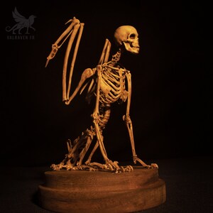 Sphinx Skeleton, Curiosity Cabinet - Etsy